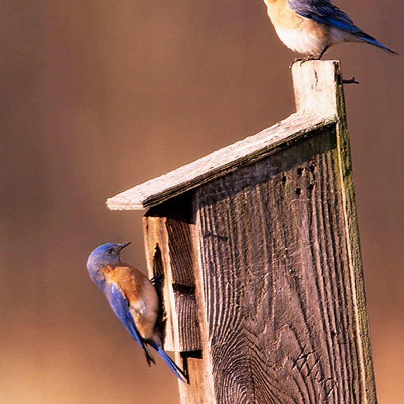 Bluebird Photo - Etsy