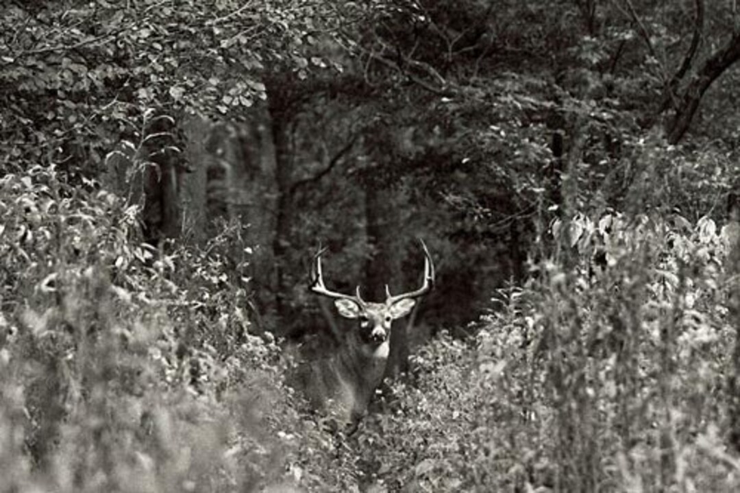 Ten Point Buck Wildlife Photo, Whitetailed Deer, Cleveland Ohio ...