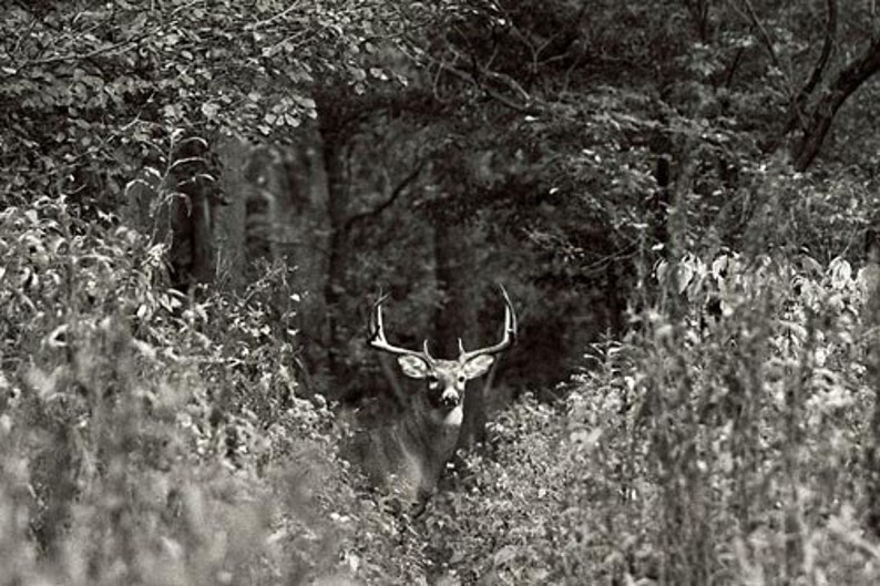 Ten Point Buck Wildlife Photo, Whitetailed Deer, Cleveland Ohio ...