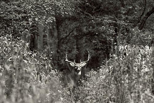 Ten Point Buck Wildlife Photo, Whitetailed Deer, Cleveland Ohio ...