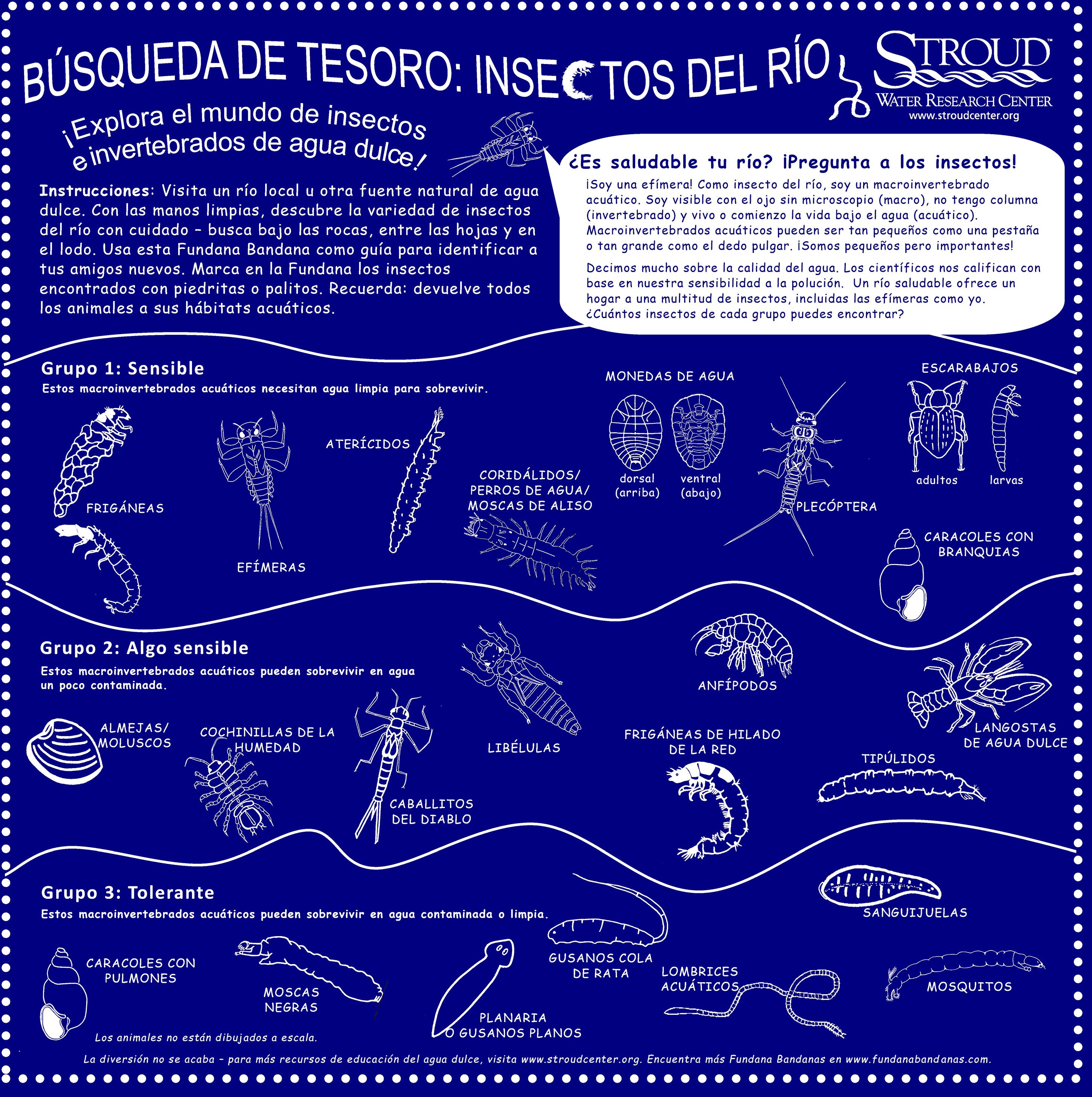 New! Stream Bug Scavenger Hunt! Explore the world of Freshwater insects ...