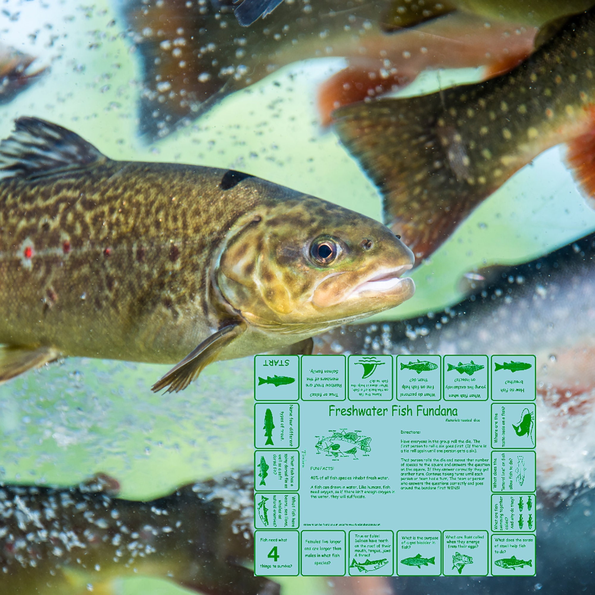 Like to Fish? Play our Freshwater Fish game! Learn all sorts of FUN ...