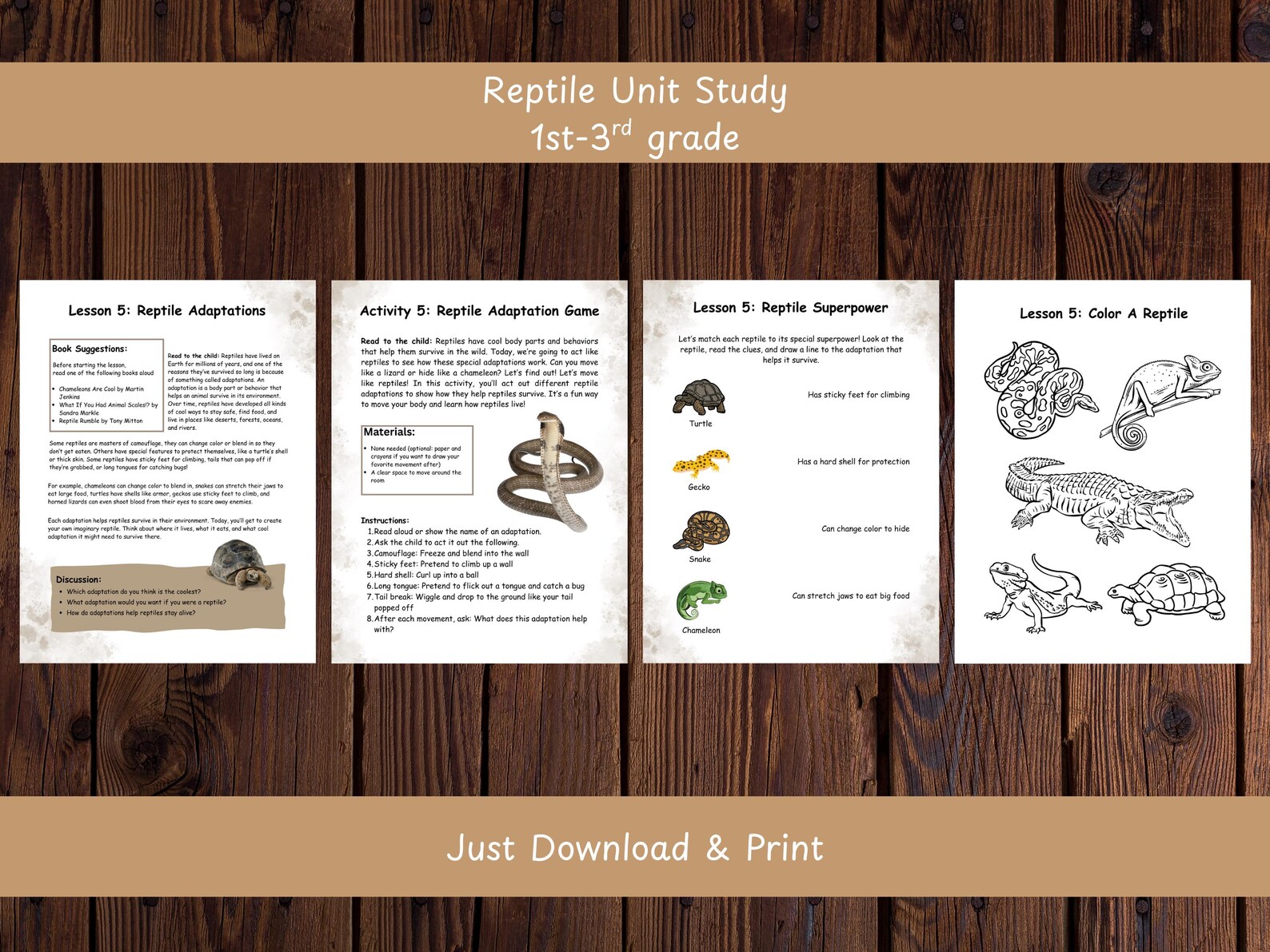 Reptile Unit Study, Nature Study, Homeschool, Hands-on Activities ...
