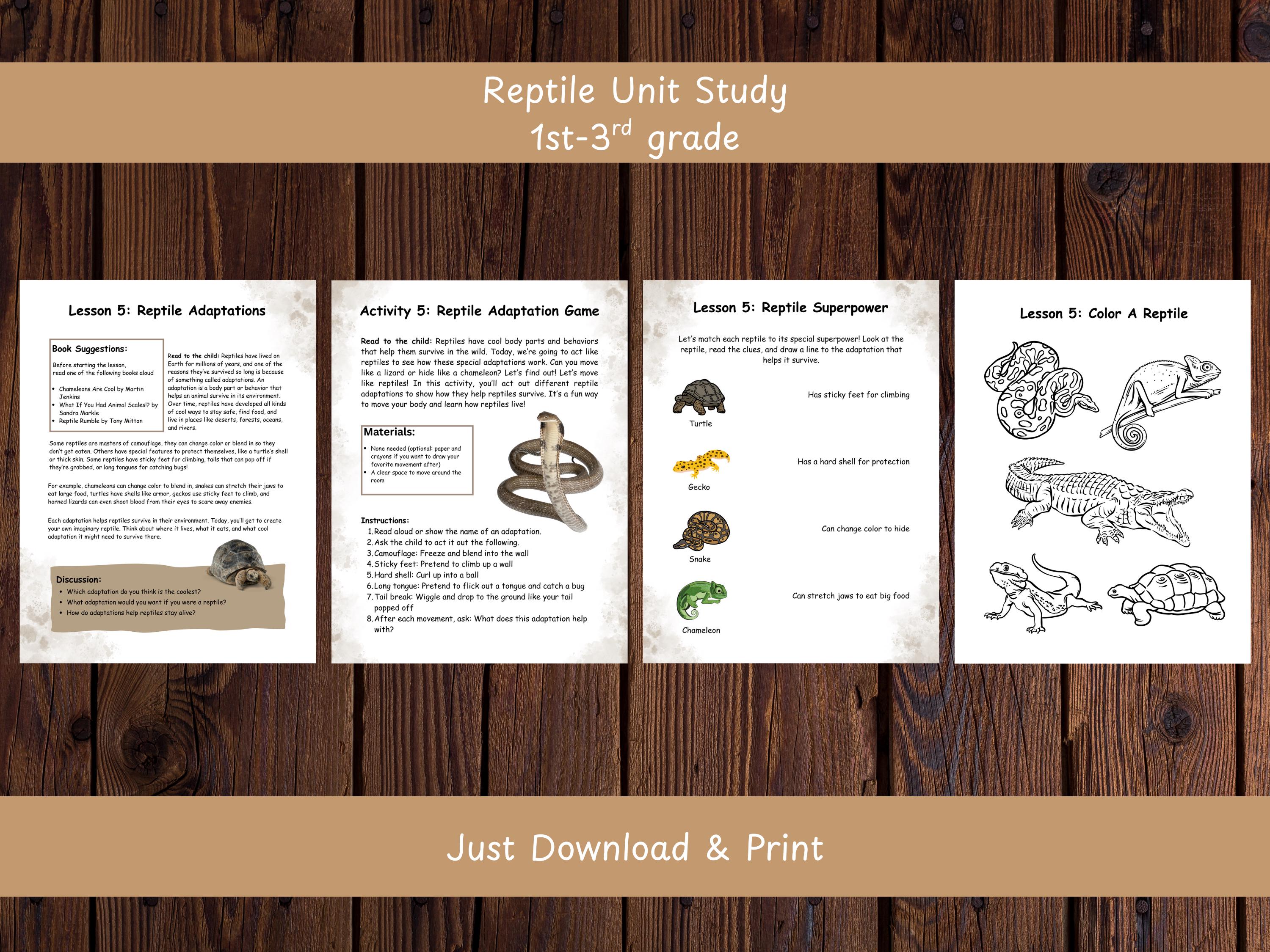 Reptile Unit Study, Nature Study, Homeschool, Hands-on Activities ...