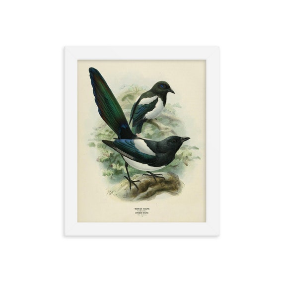 History of Birds Magpies Framed Poster - Etsy