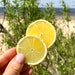 Lemon Pin, Citrus Pin, Cute Pin, Pins Cute, Fruit Pin, Fashion Pin ...