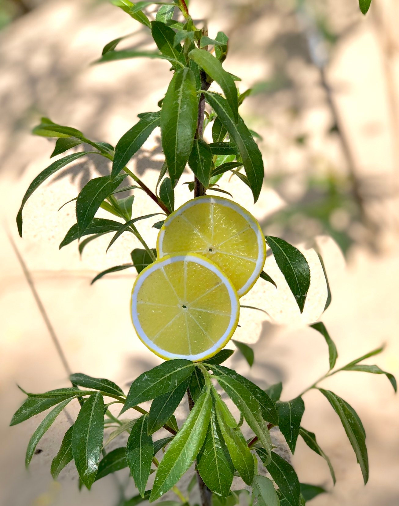 Lemon Pin, Citrus Pin, Cute Pin, Pins Cute, Fruit Pin, Fashion Pin ...