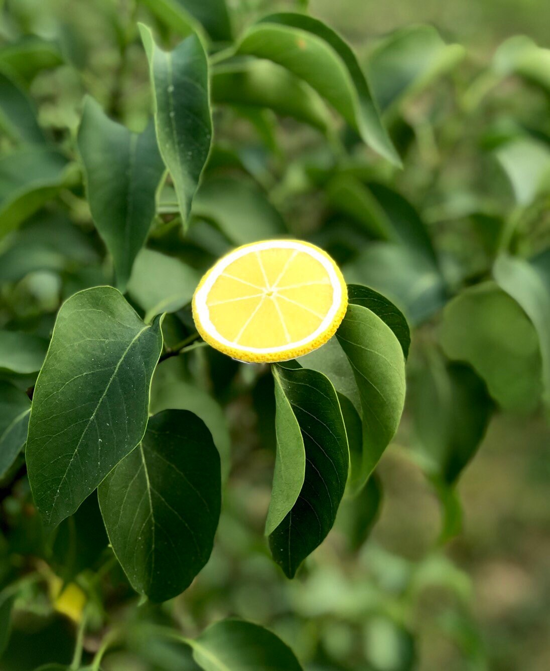 Lemon Pin, Citrus Pin, Cute Pin, Pins Cute, Fruit Pin, Fashion Pin ...