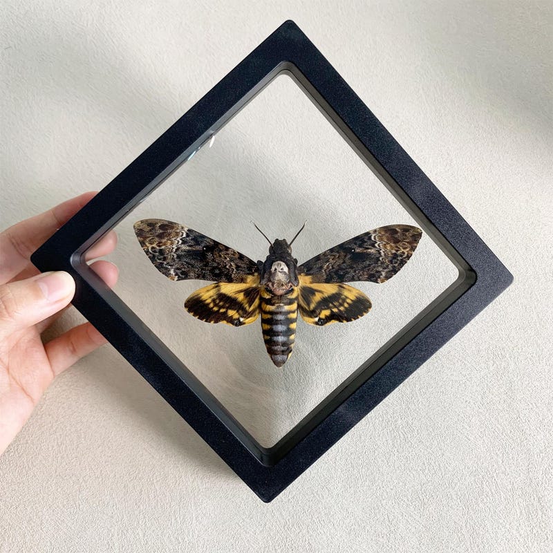 Skull Dry Specimen - Etsy