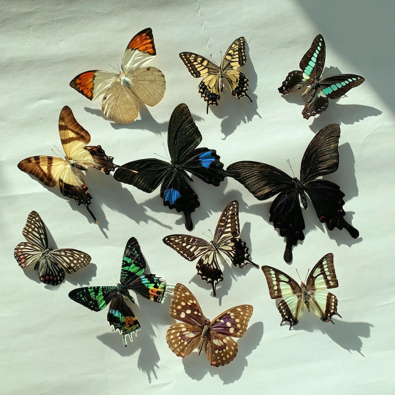Real Butterfly - Etsy