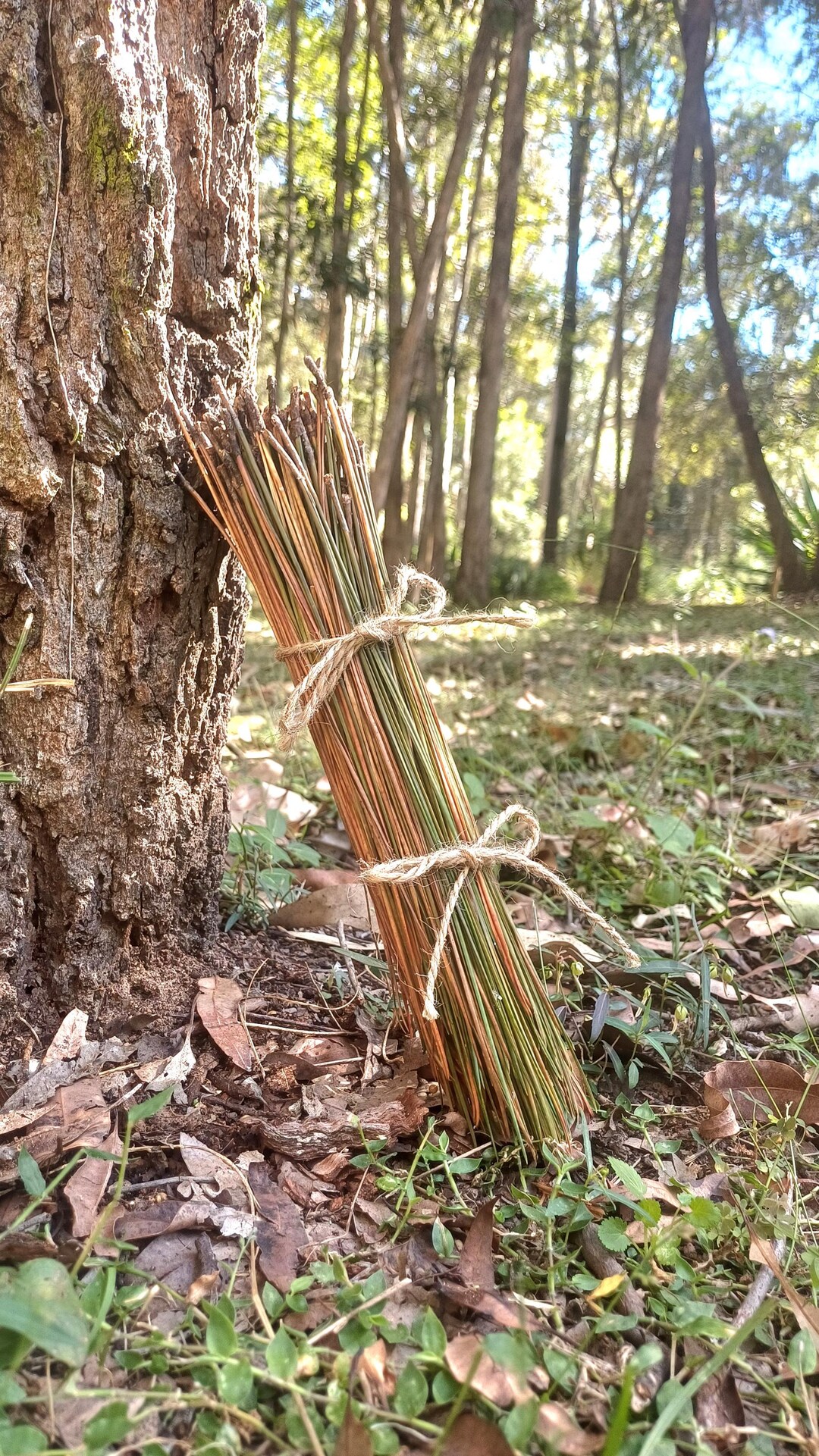 Pine Needles for Basket Weaving | Wild Foraged Slash Pine | Natural Raw ...