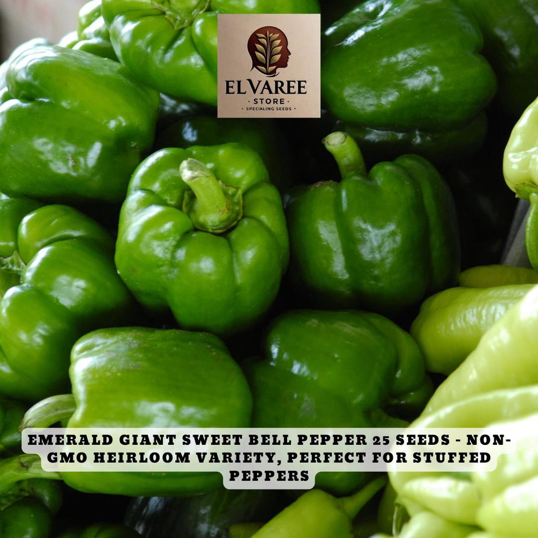 Emerald Giant Sweet Bell Pepper 25 Seeds - NON-GMO Heirloom Variety ...