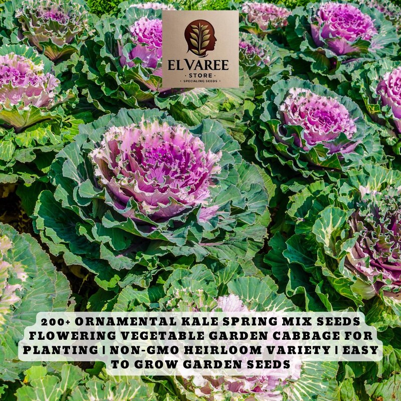 Flowering Kale - Etsy