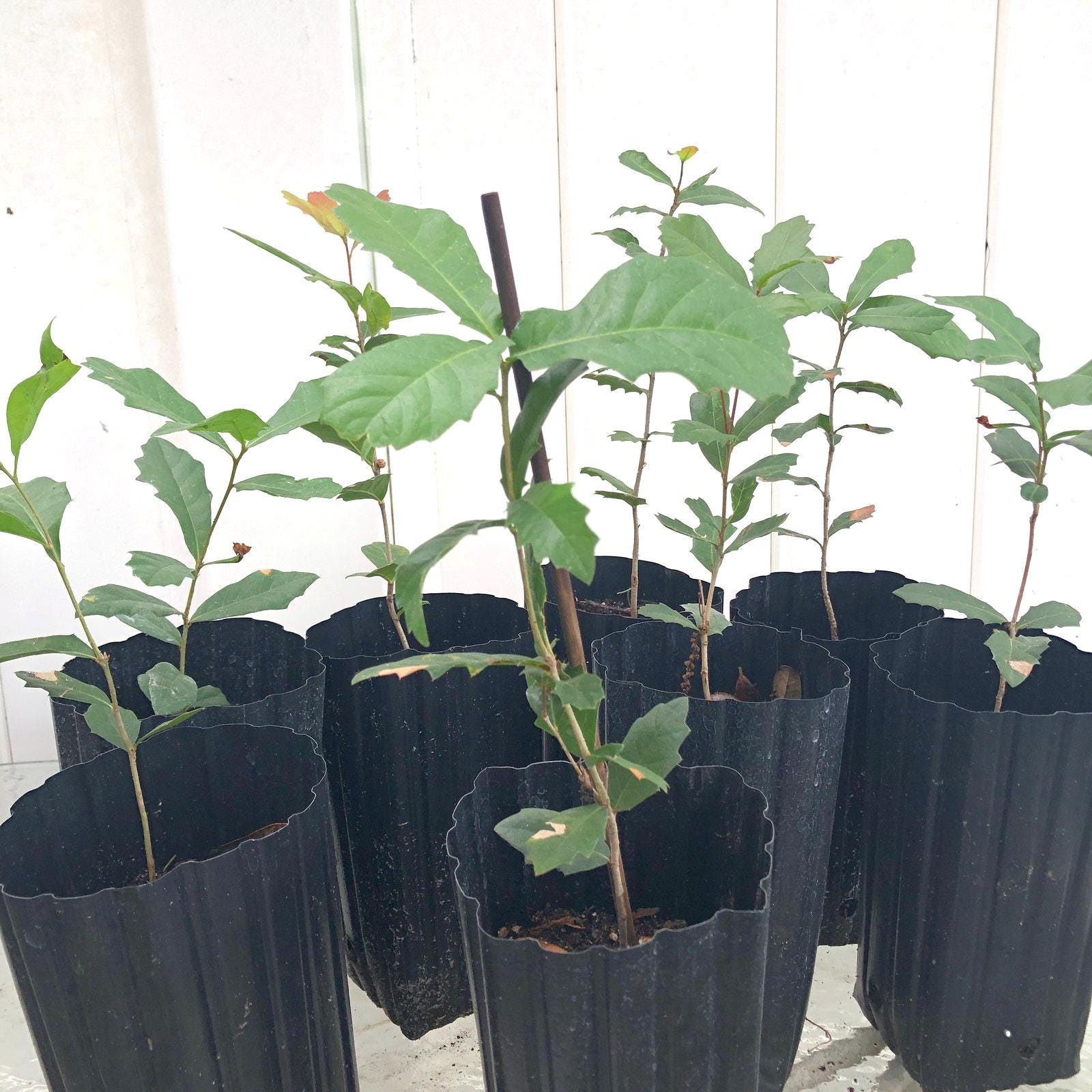 Live Oak Tree Sapling - Potted - Healthy Roots - 1 Each - Etsy