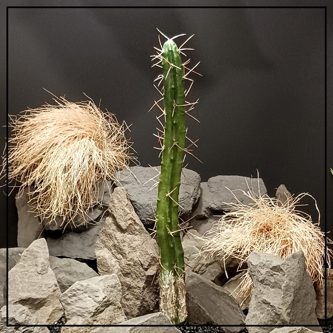 Artificial Toothpick Cactus – 18 Inches Tall – Desert Reptile Habitat ...