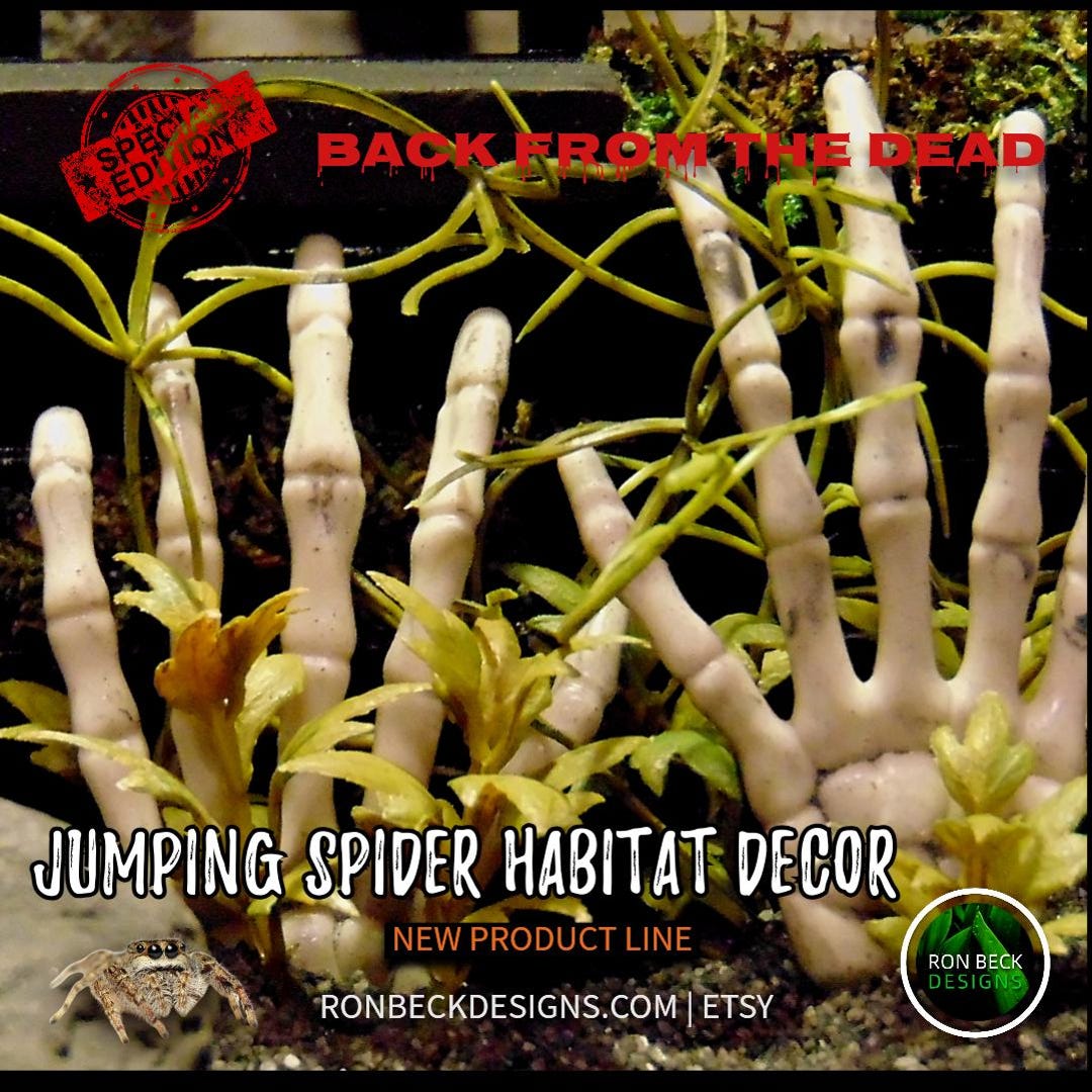 Jumping Spider Spood Habitat Decor Enclosure Accessories Back From the ...