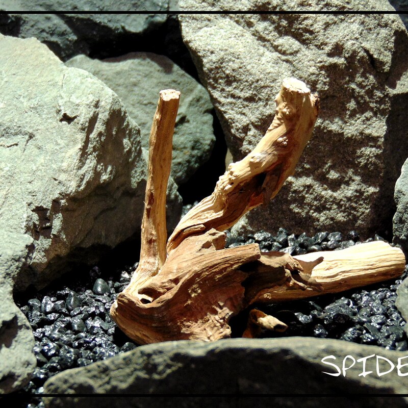 Spider Wood Aquarium - Etsy