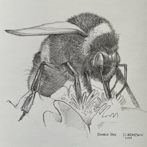 bee biro drawing