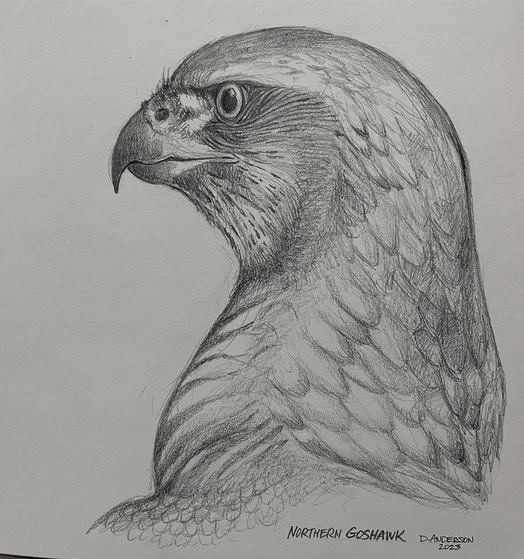 Original Wildlife Graphite Art Drawing of a Northern Goshawk by Dennis ...