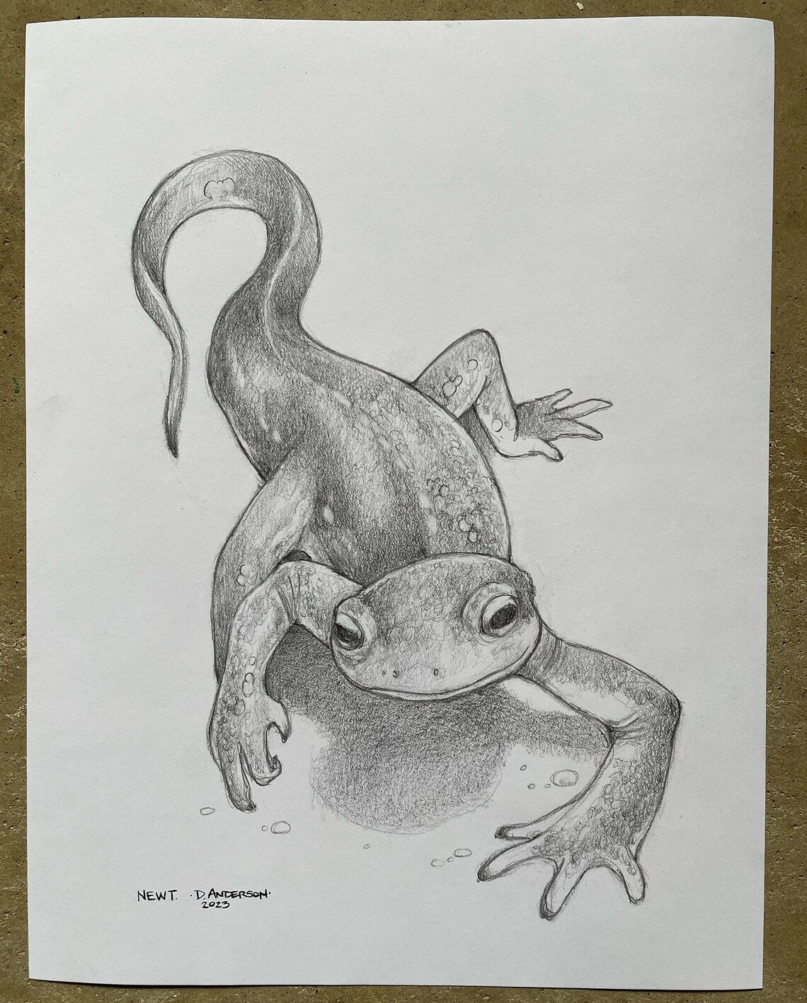 Original Wildlife Graphite Art Drawing of a Newt by Dennis A - Etsy