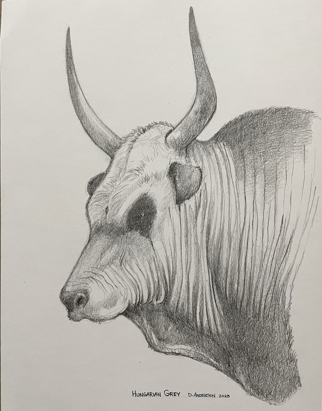 Original Wildlife Graphite Art Drawing of a Hungarian Grey Bull Cattle ...