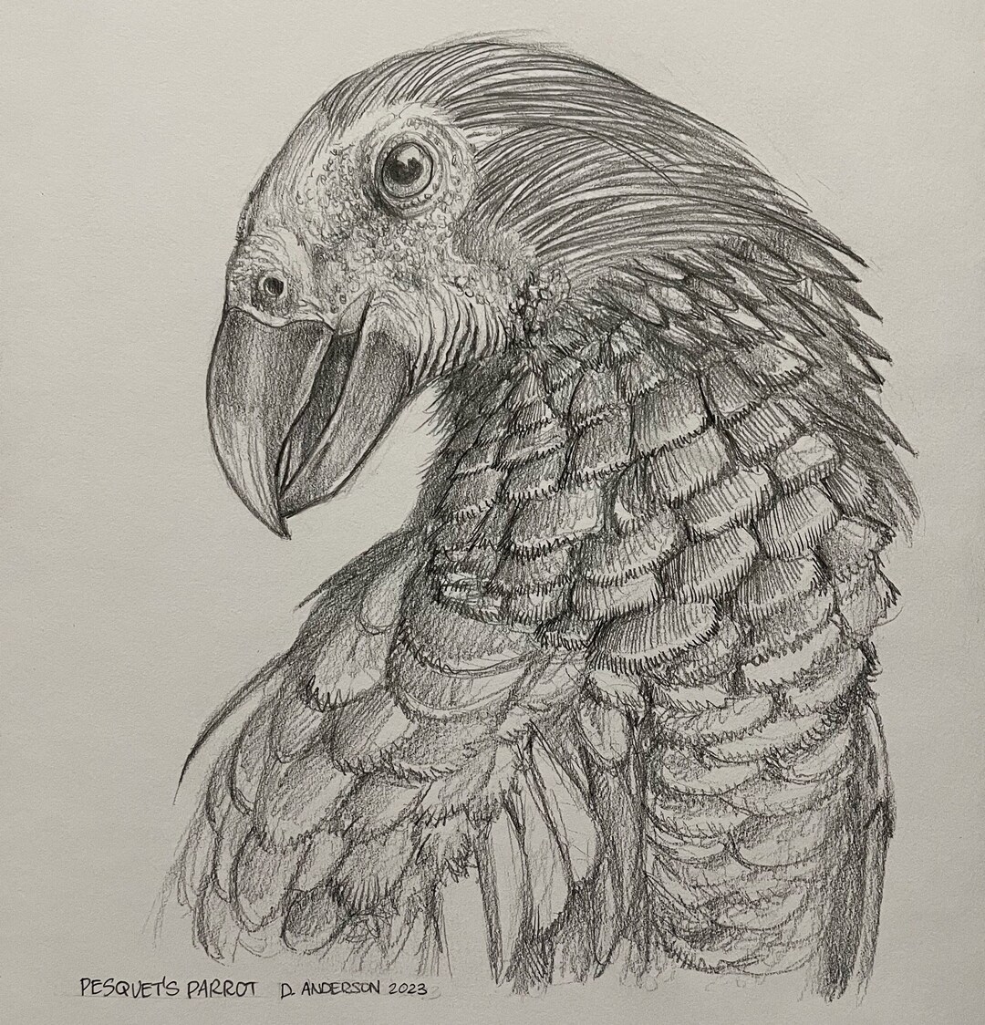 Original Wildlife Graphite Art Drawing of a Pesquet's Dracula Parrot by ...