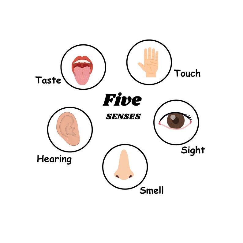 5 Senses Worksheet for Preschool | Learning Pack Touch, Taste, Smell ...