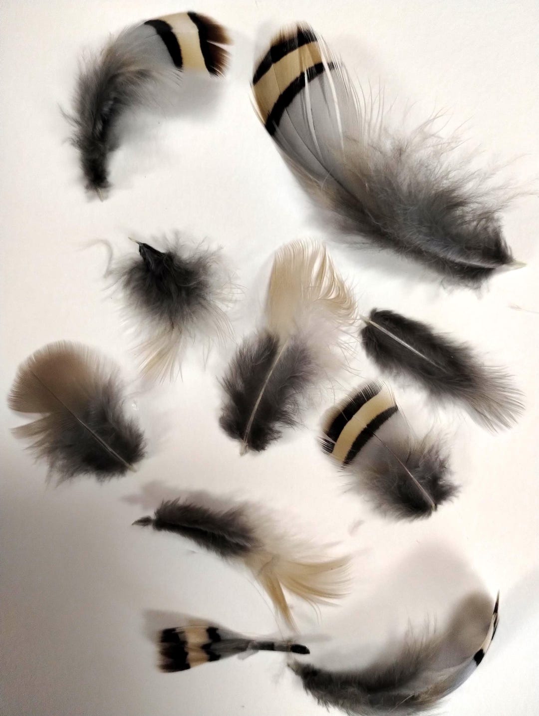 Natural Chukar Partridge Feathers for Crafts, Fly Tying, Dreamcatchers ...
