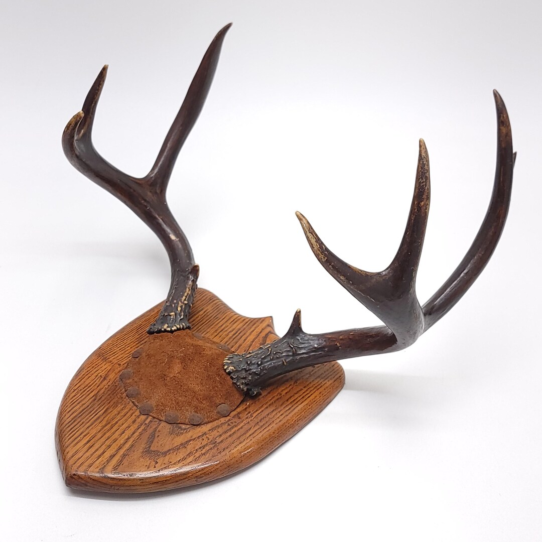 Vintage 7-point Deer Antler Mount Leather Cap Wooden Plaque 1940's Dark ...
