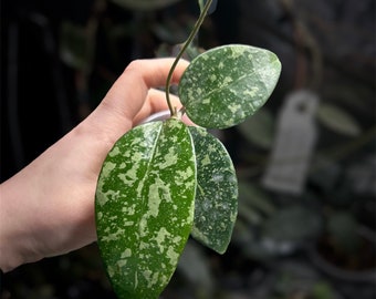 Hoya Sp Indonesia RP10 Large, Beautiful Well Rooting Plant - Etsy