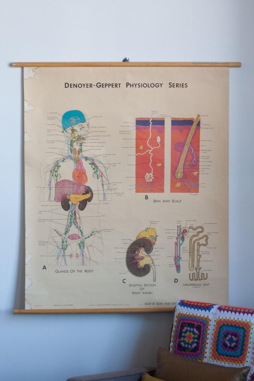 1966 Denoyer-geppert Cloth-backed Vintage Anatomy Chart - Etsy