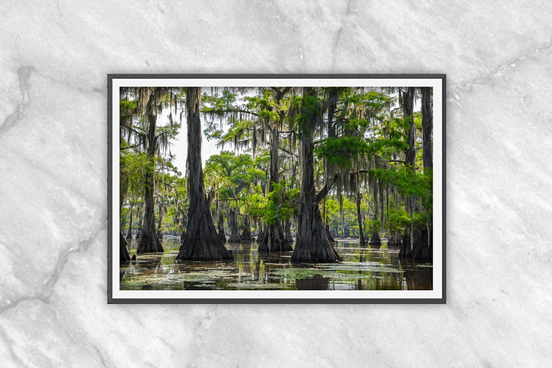 Caddo Lake Bayou Cypress Trees: Photography Prints, Wall Art, Canvas - Etsy