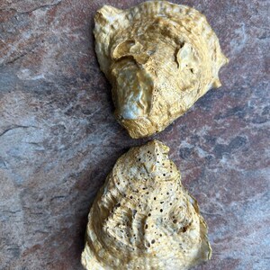 Set Religious Decoupaged Shells, Virgin Mary Oyster Shell, Trinket Ring ...