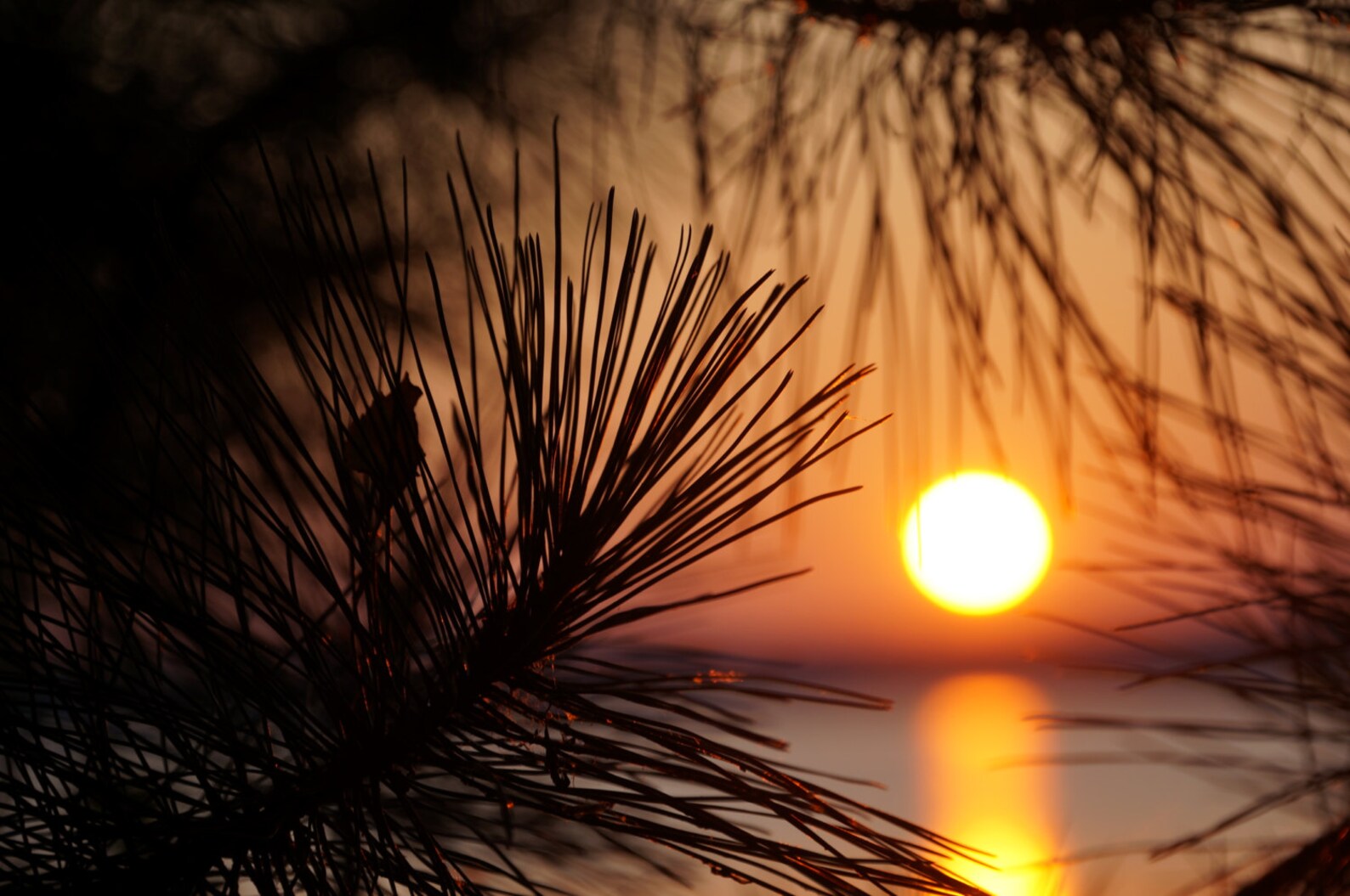 Sunset Through the Pines - 8x10 Photograph - Mid Michigan - Etsy