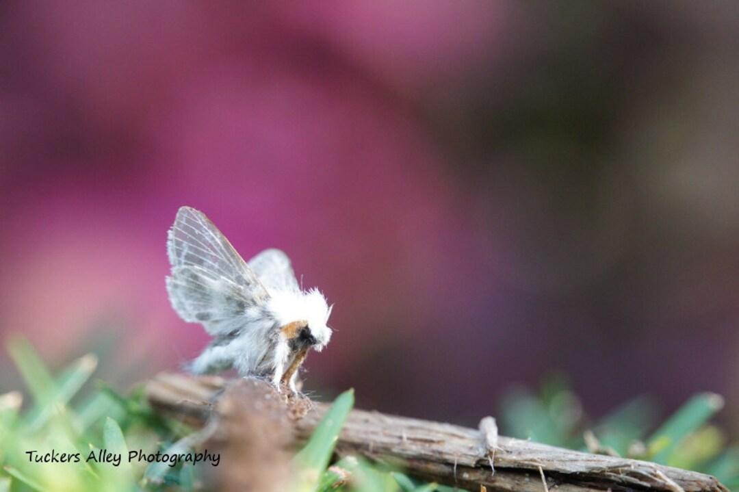 Snow Moth 8x10 Photo (choose One) - Etsy