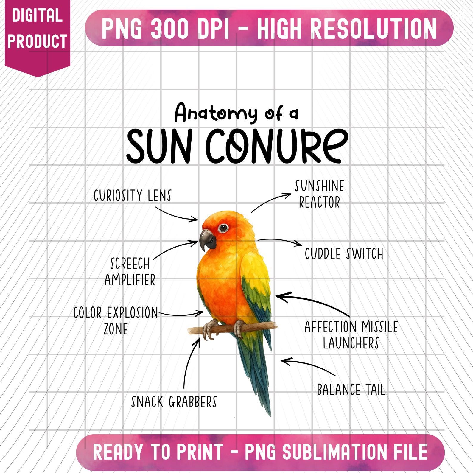Anatomy of A Sun Conure PNG, Funny Parrot Lover Gift, Pet PNG, Bird ...
