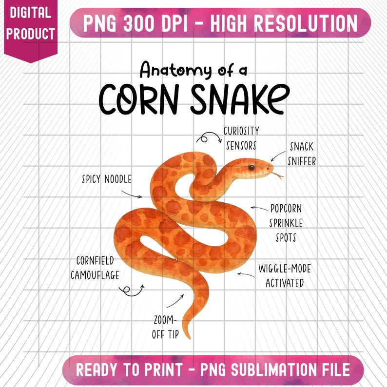 Funny Anatomy of a Corn Snake PNG, Snake Sublimation Design, Reptile ...