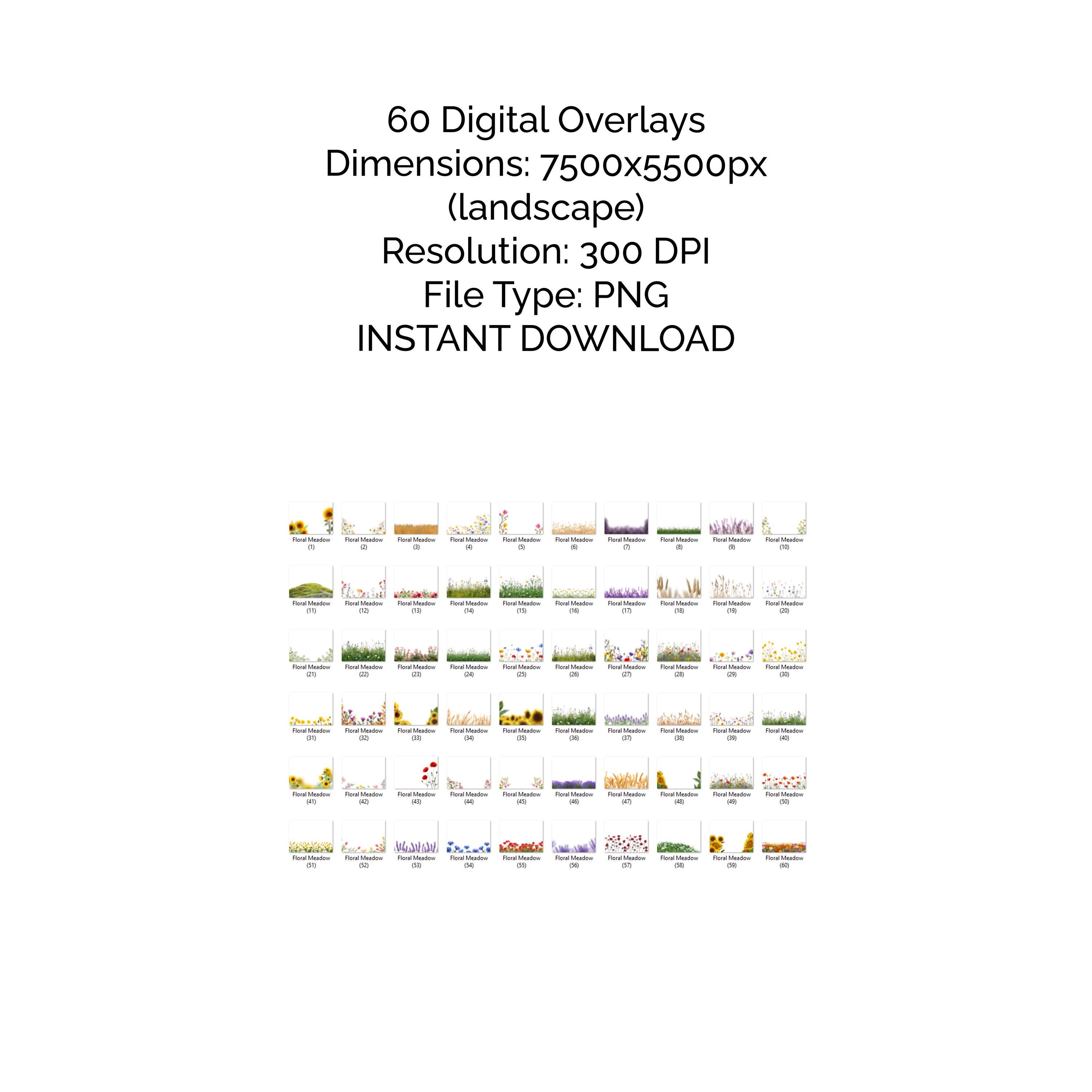 60 Rainbow Flowers Photo Overlays Flower Meadow Photoshop Overlays ...
