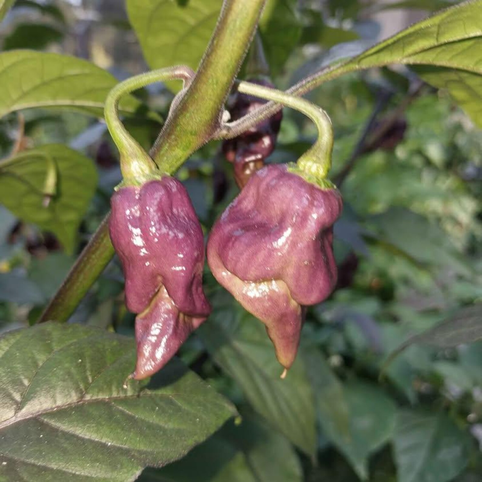 Purple Death Pepper 15+ Seeds - Faddas - Etsy Canada