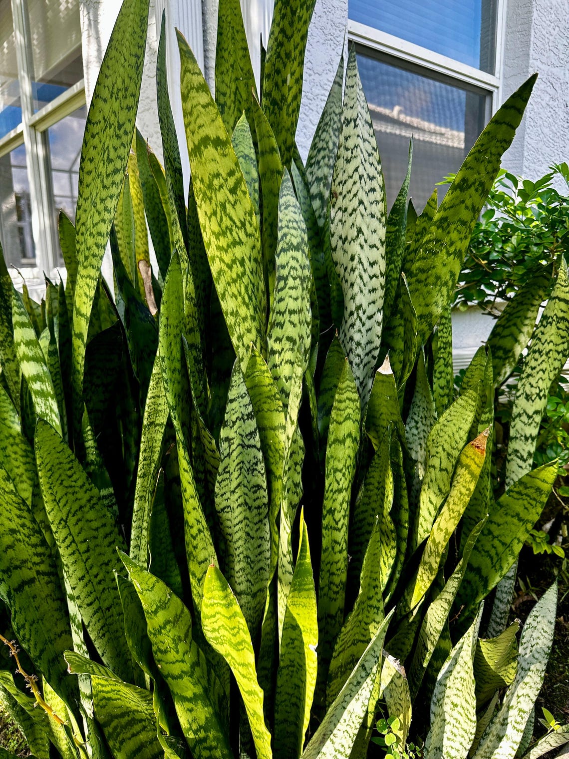 Snake Plant, Saint George's Sword, Mother-in-law's Tongue, Air ...