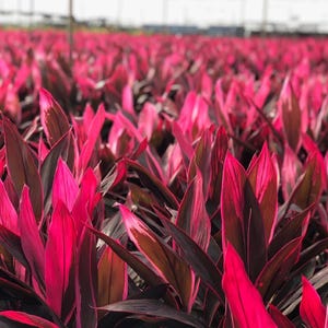 Cordyline Red Sister, 3 Hawaiian Ti Plant Logs or Fully Rooted and ...