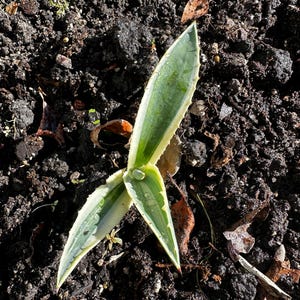 Agave Americana Variegata Marginata Live Serpent Century Plant, Rare ...