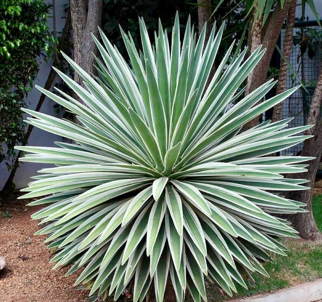 Agave Live 5-6” Well Rooted Plant, Angustifolia Var. Marginata ...