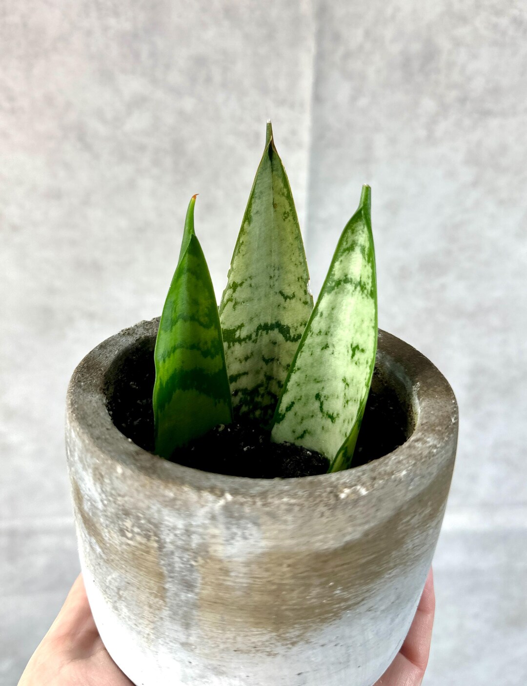 Snake Plant, Saint George's Sword, Mother-in-law's Tongue, Viper's ...