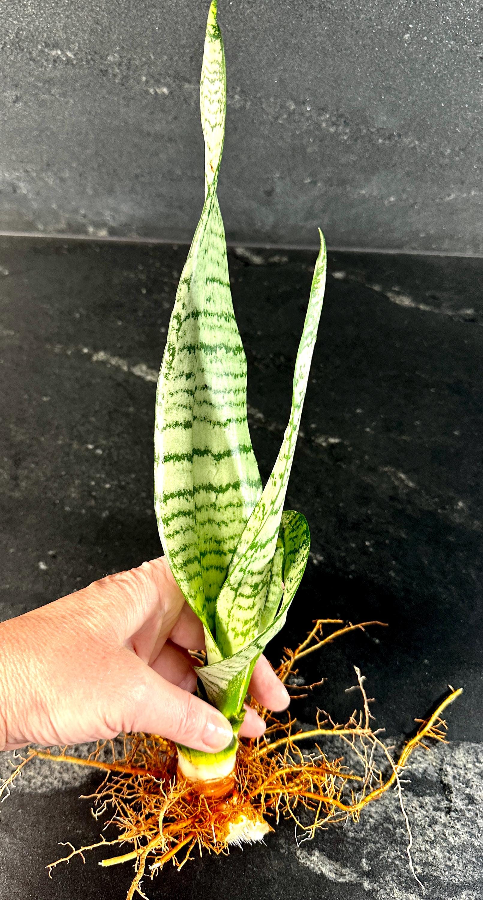 Snake Plant, Saint George's Sword, Mother-in-law's Tongue, Air ...