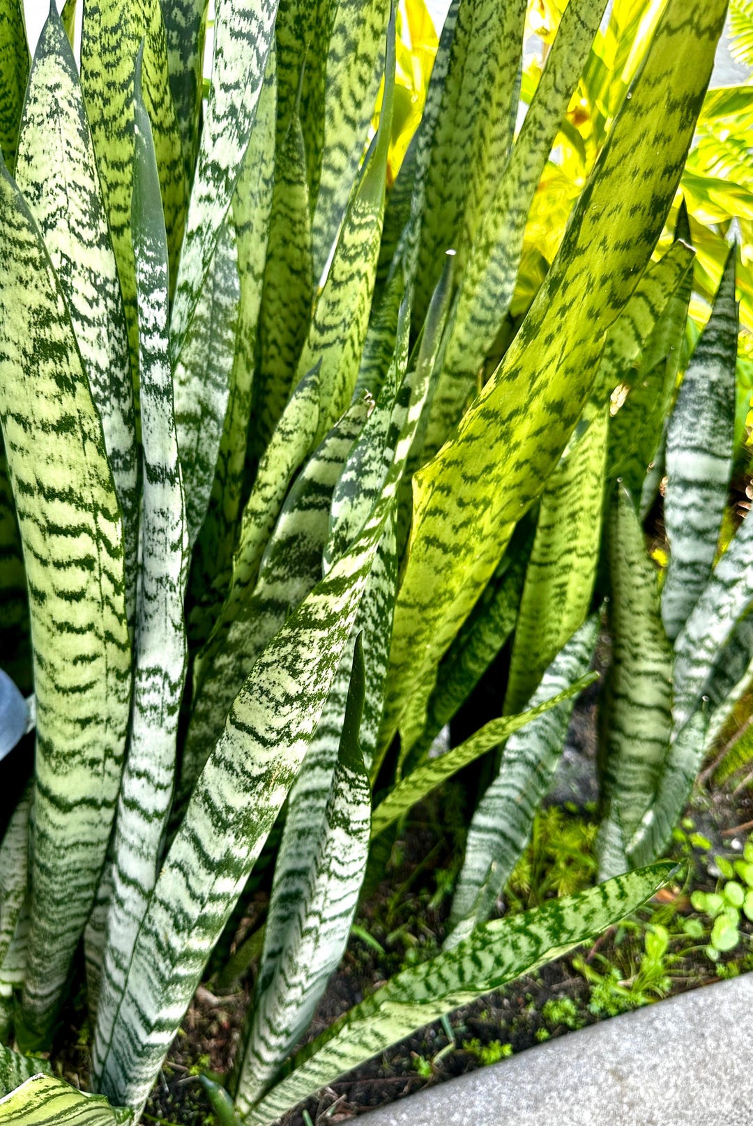 Snake Plant, Saint George's Sword, Mother-in-law's Tongue, Air ...