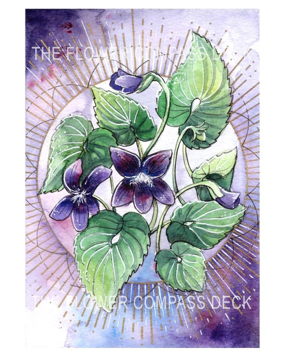Violet Art Print for the Flower Compass Deck - Etsy