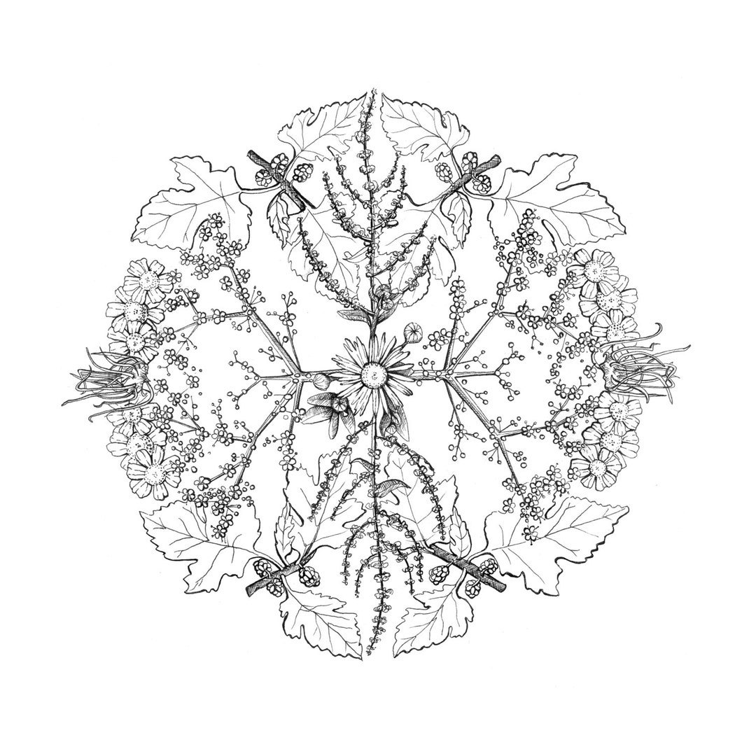 Nature Mandala: June Collection Archival Quality Print - Etsy