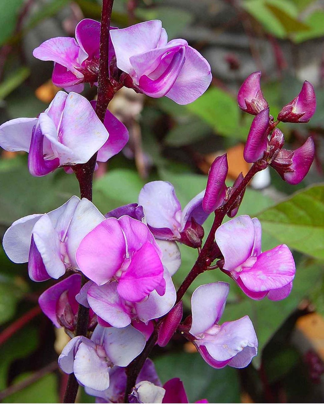 Ruby Moon Hyacinth Bean Vine Flowering Annual 10-20 Feet Butterfly Bees ...