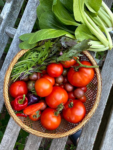 Summer Solstice Unit Study Curriculum Bundle Summer Nature - Etsy